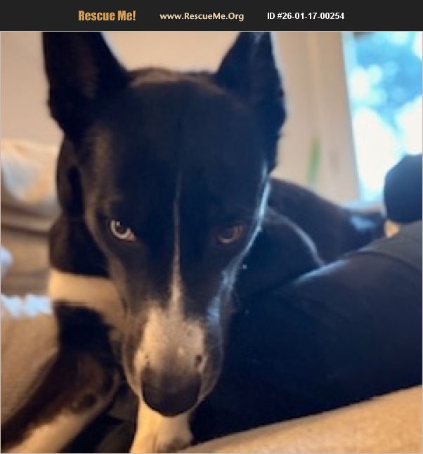 ADOPT 26011700254 ~ Border Collie Rescue ~ Aventura, FL