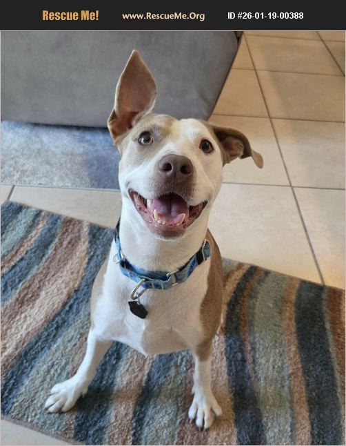 ADOPT 26011900388 ~ American Staffordshire Terrier Rescue ~ Sarasota, FL