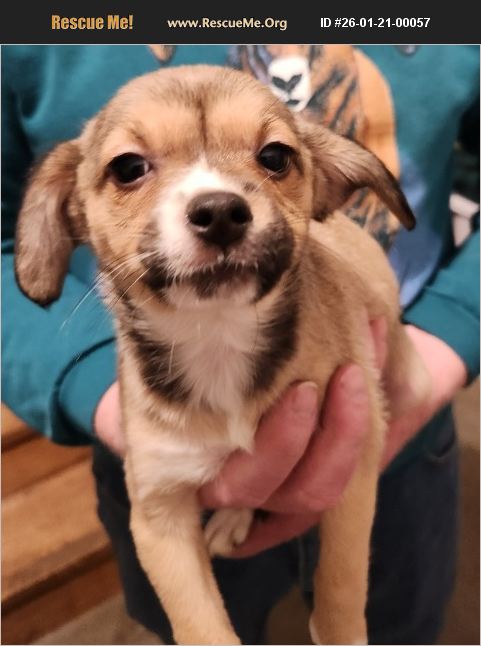 ADOPT 26012100057 ~ Chihuahua Rescue ~ Thompson Falls, MT