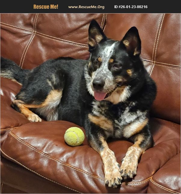 ADOPT 26012300216 ~ Australian Cattle Dog Rescue ~ HIXSON, TN