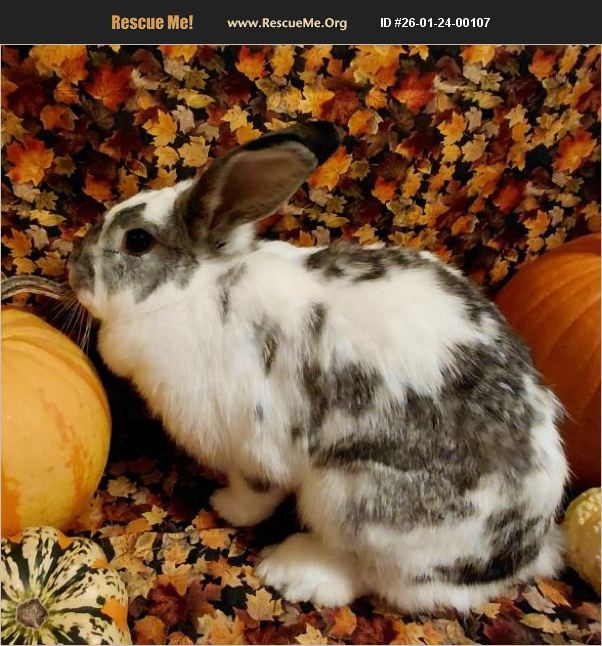 ADOPT 26012400107 ~ Rabbit Rescue ~ Kalamazoo, MI