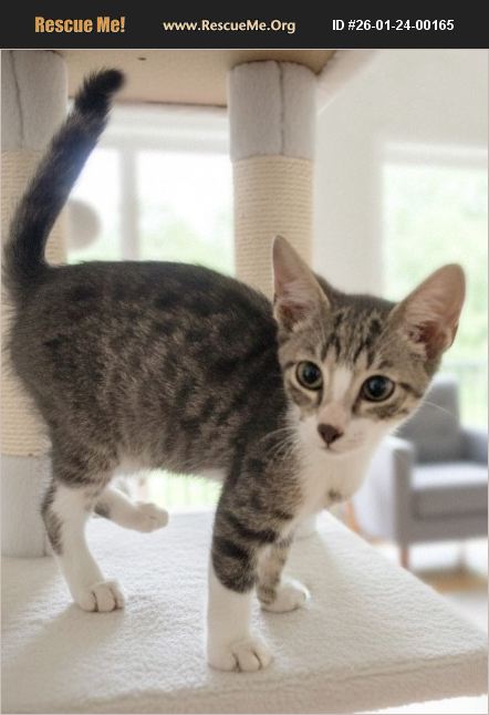 ADOPT 26012400165 ~ American Shorthair Rescue ~ Lakeland, FL