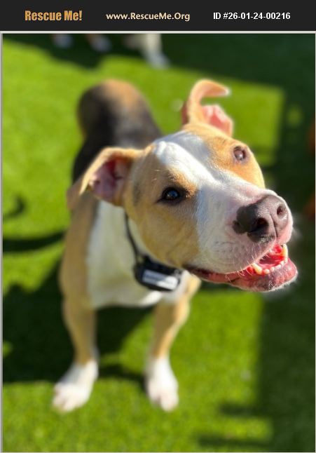 ADOPT 26012400216 ~ Pit Bull Rescue ~ Portland, OR