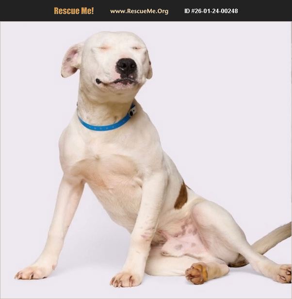 ADOPT 26012400248 ~ American Staffordshire Terrier Rescue ~ Olive ...