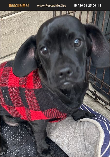 ADOPT 26012500144 ~ Dachshund Rescue ~ la mesa, CA