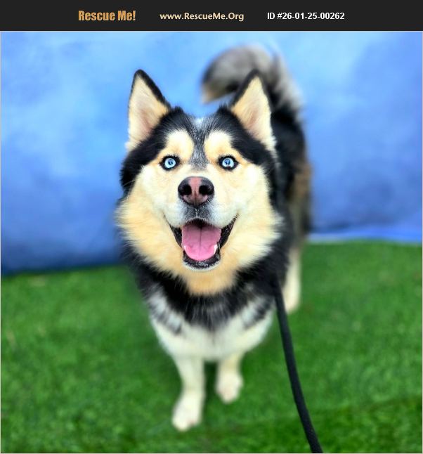 ADOPT 26012500262 ~ Siberian Husky Rescue ~ costa mesa, CA