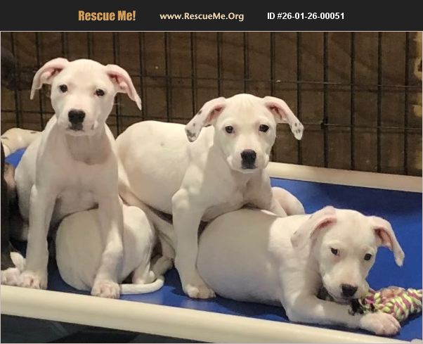 ADOPT 26012600051 ~ American Staffordshire Terrier Rescue ~ Kents Store, VA