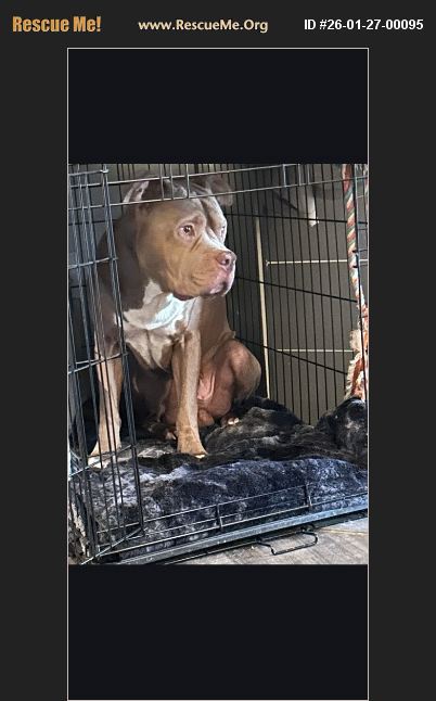 ADOPT 26012700095 ~ American Staffordshire Terrier Rescue ...