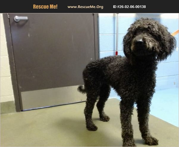 ADOPT 26020600138 ~ Poodle Rescue ~ Moreno Valley, CA