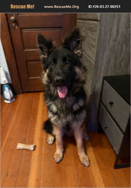 German Shepherd Rescue Seattle