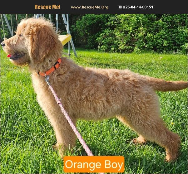 ADOPT 26041400151 ~ Golden Retriever Rescue ~ BUTLER, IN