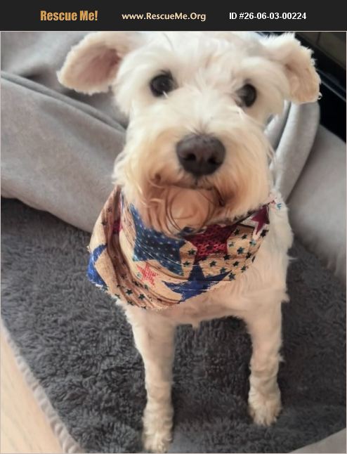ADOPT 26060300224 ~ Schnauzer Rescue ~ Homer Glen, IL
