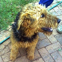 Airedale Rescue ― ADOPTIONS