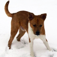 Basenji Rescue ― ADOPTIONS