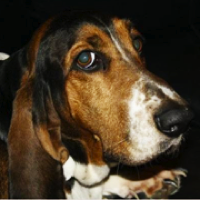 - North Carolina Basset Hound Rescue - ADOPTIONS - Rescue Me!