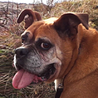 - Alabama Boxer Rescue - ADOPTIONS - Rescue Me!