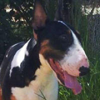 Bull Terrier Rescue ― ADOPTIONS