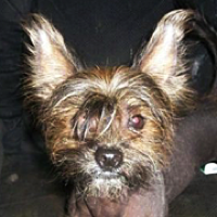 - Arizona Chinese Crested Rescue - ADOPTIONS - Rescue Me!