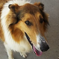 - Texas Collie Rescue - ADOPTIONS - Rescue Me!