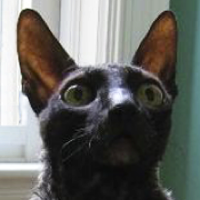 Cornish Rex Rescue ― ADOPTIONS