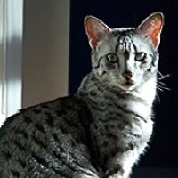 - North Carolina Egyptian Mau Rescue - ADOPTIONS - Rescue Me!