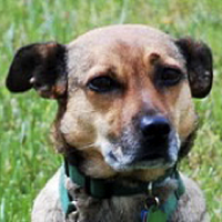 - Tennessee Feist Rescue - ADOPTIONS - Rescue Me!