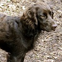 Field Spaniel Rescue ― ADOPTIONS