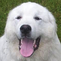 - Pennsylvania Great Pyrenees Rescue - ADOPTIONS - Rescue Me!