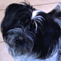 Petit Basset Griffon Vendeen Rescue ― ADOPTIONS