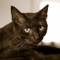 - California Havana Brown Rescue - ADOPTIONS - Rescue Me!