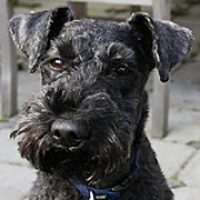 Kerry Blue Terrier Rescue ― ADOPTIONS