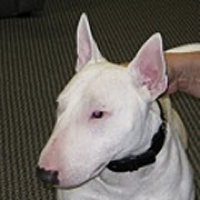 Miniature Bull Terrier Rescue ― ADOPTIONS