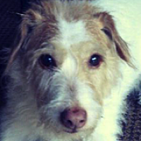 Mutt Rescue ― ADOPTIONS