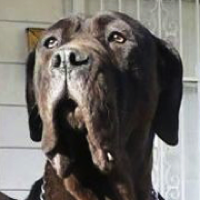 Neapolitan Mastiff Rescue ― ADOPTIONS