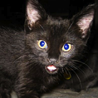 Hemingway Polydactyl Rescue ― ADOPTIONS