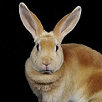 - North Carolina Rabbit Rescue - ADOPTIONS - Rescue Me!
