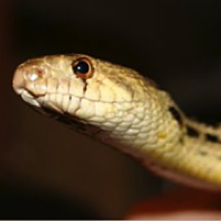 Reptiles & More Rescue ― ADOPTIONS