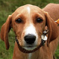 Saluki Rescue ― ADOPTIONS