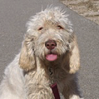 Spinone Rescue ― ADOPTIONS