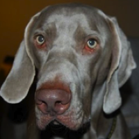 - California Weimaraner Rescue - ADOPTIONS - Rescue Me!